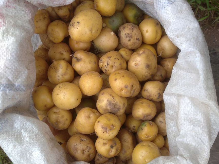 Картошка на корм скотине