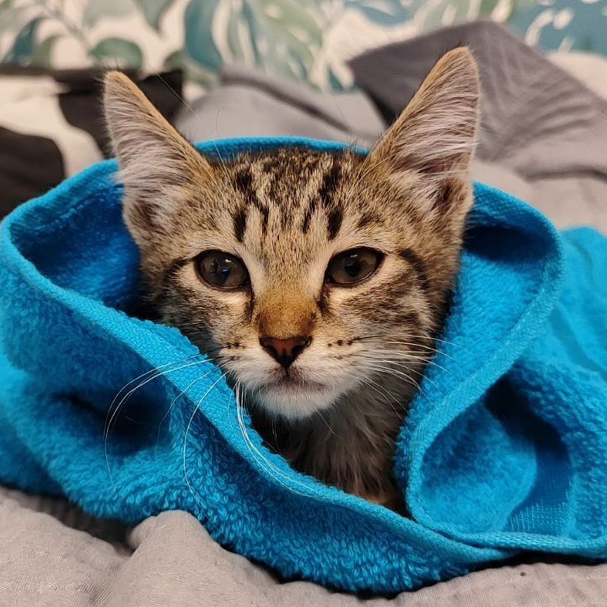 Котенок в добрые руки