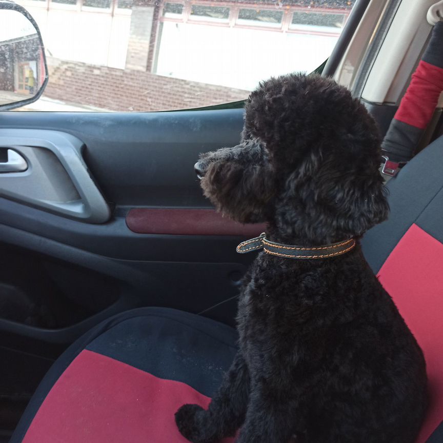 Собака для вязки