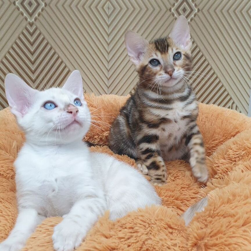Котята линкс и браун бенгалы