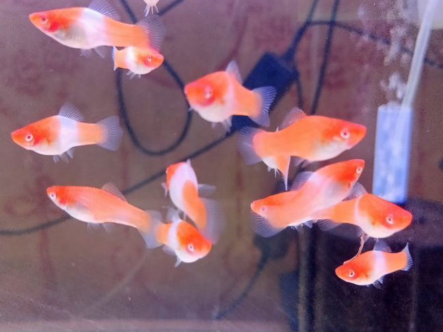 Меченосец Кохаку розница и опт