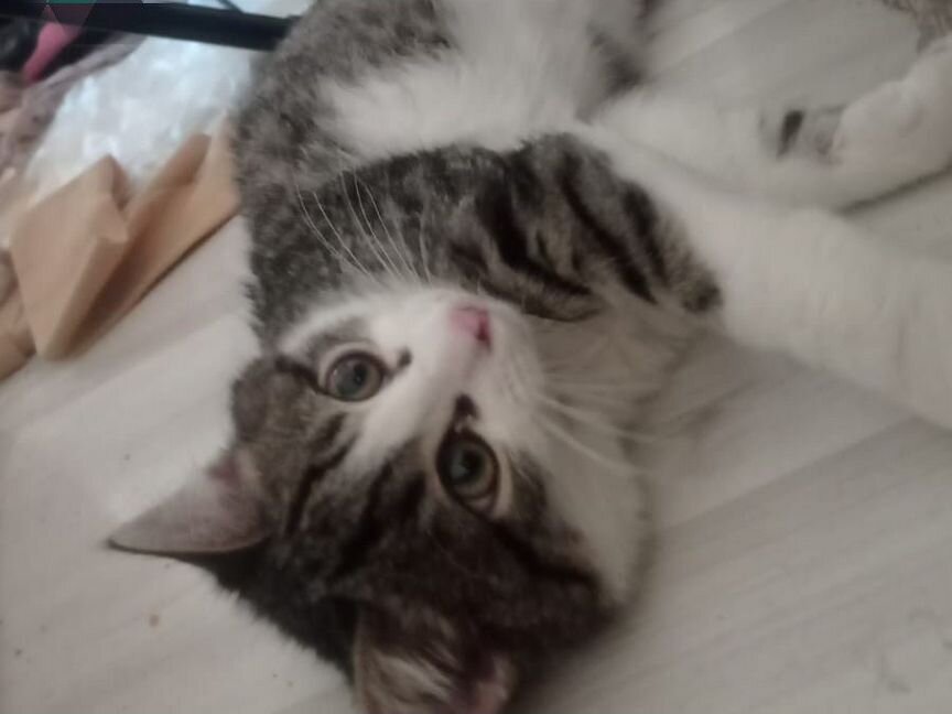 Малыш родился в год Кота, под знаком Льва