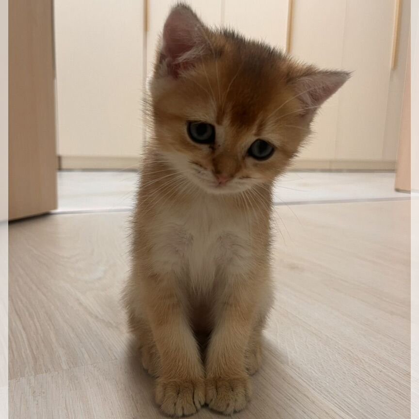 Котенок британец золотая шиншилла