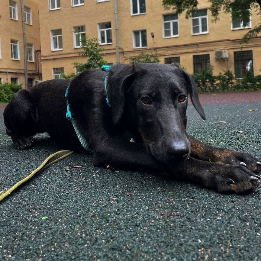 Щенок в добрые руки