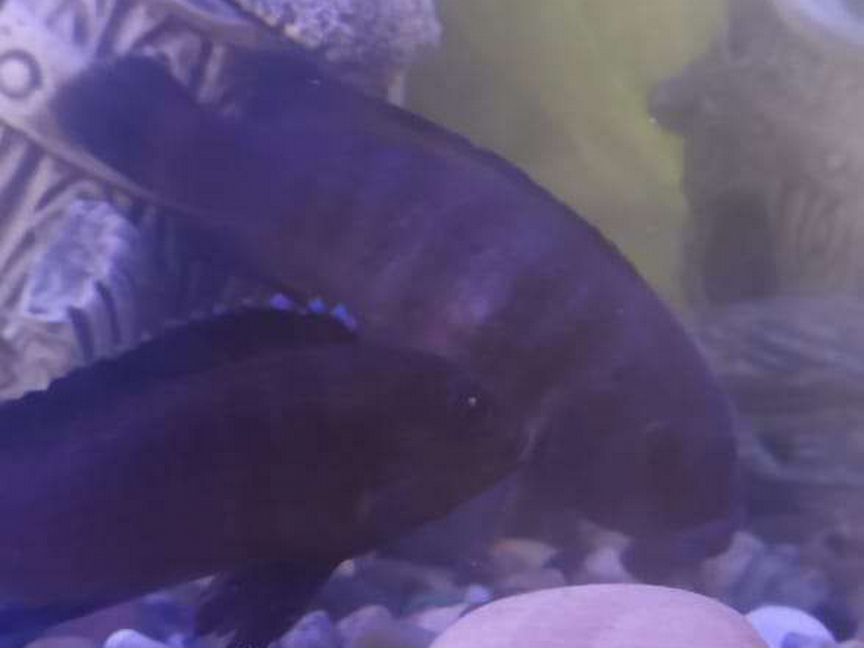 Аквариумные рыбки, цихлиды