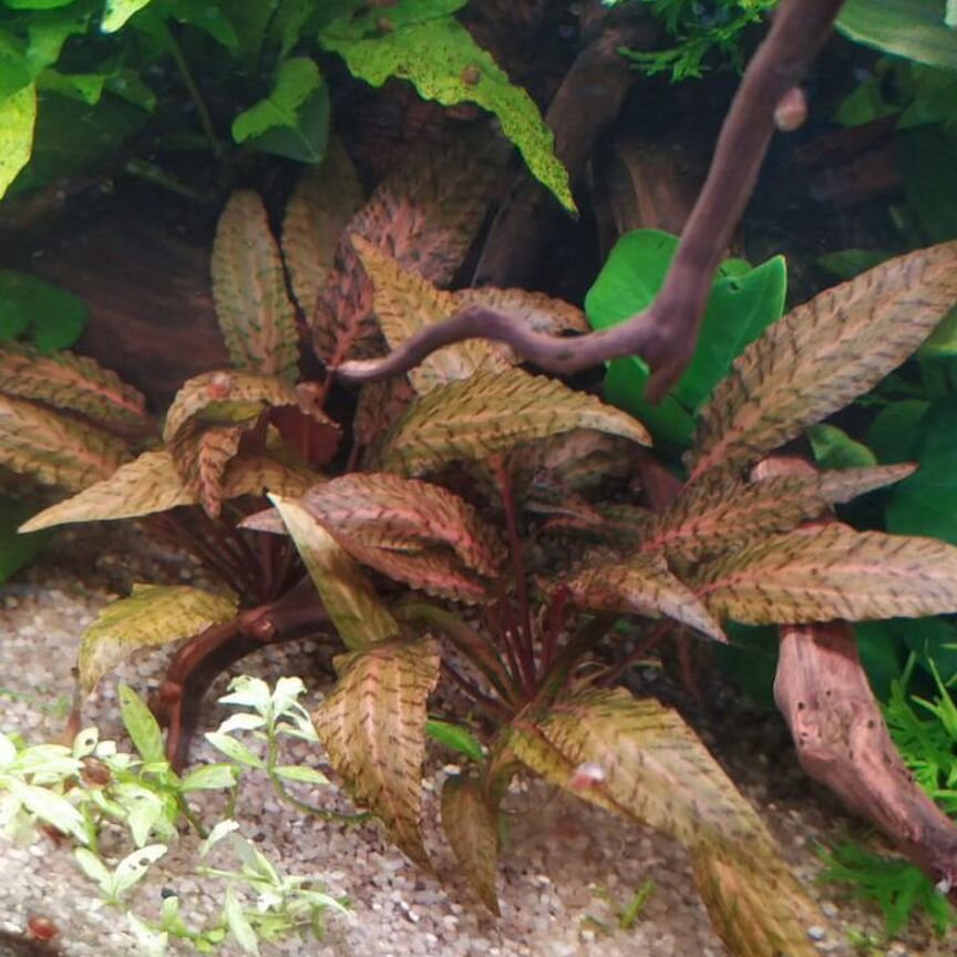 Криптокорина Нури