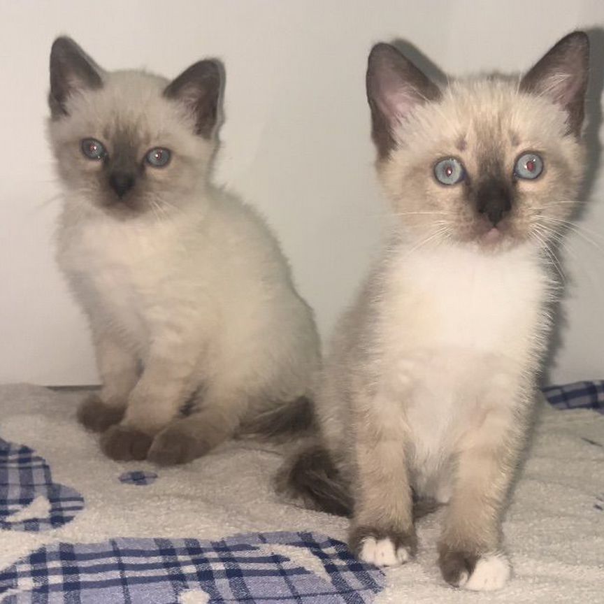 Тайские котята