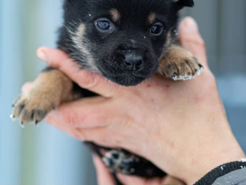 Щенок в добрые руки