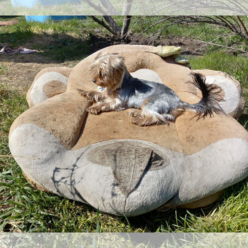 Йоркширский терьер, щенок