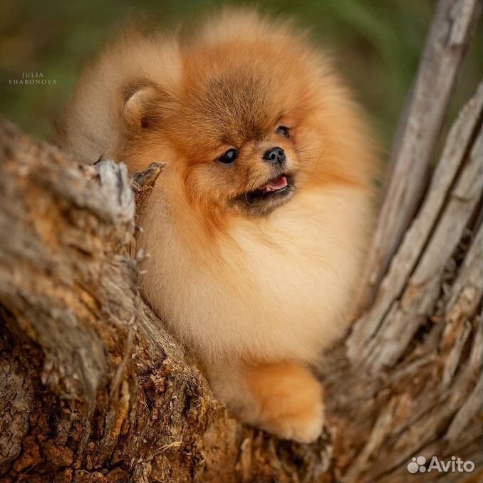 Настоящий померанец