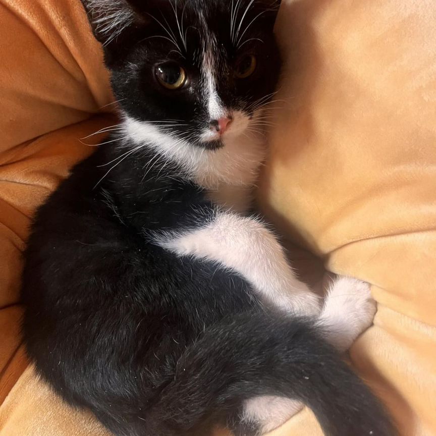 Чип 3 мес в добрые руки