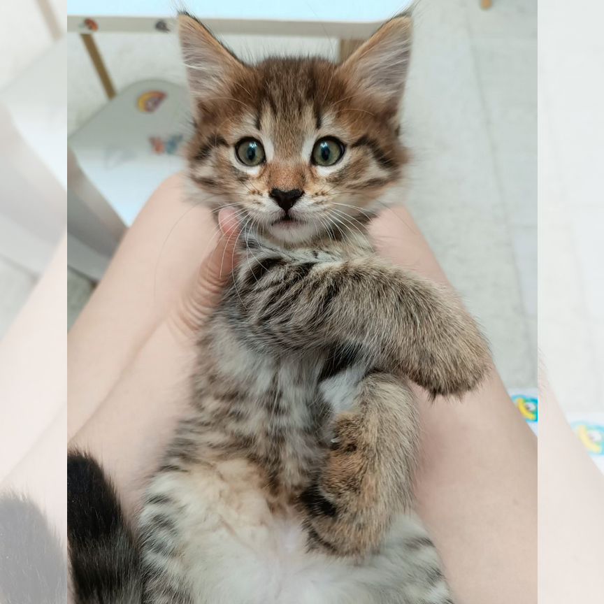 Котенок девочка в добрые руки