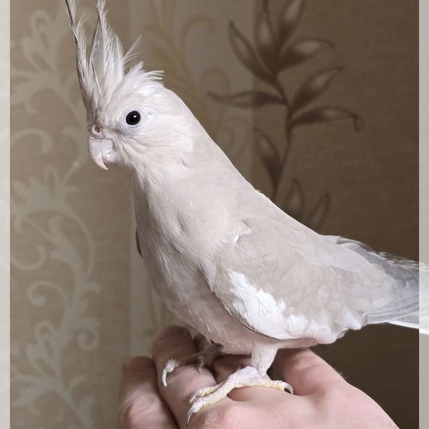 Попугай корелла с клеткой