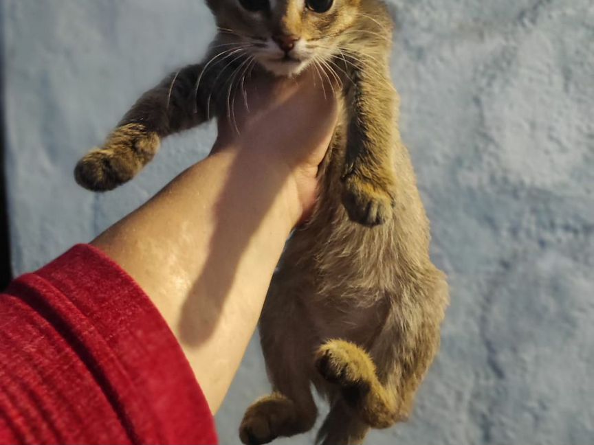 Кошки в добрые руки бесплатно