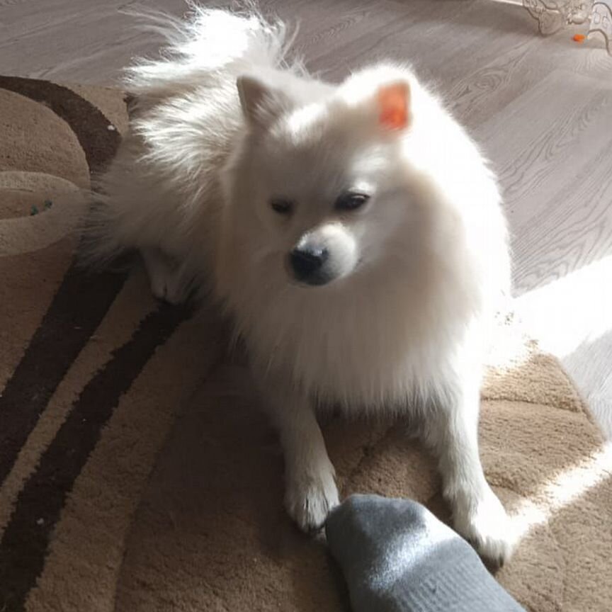 Померанский шпиц, щенок