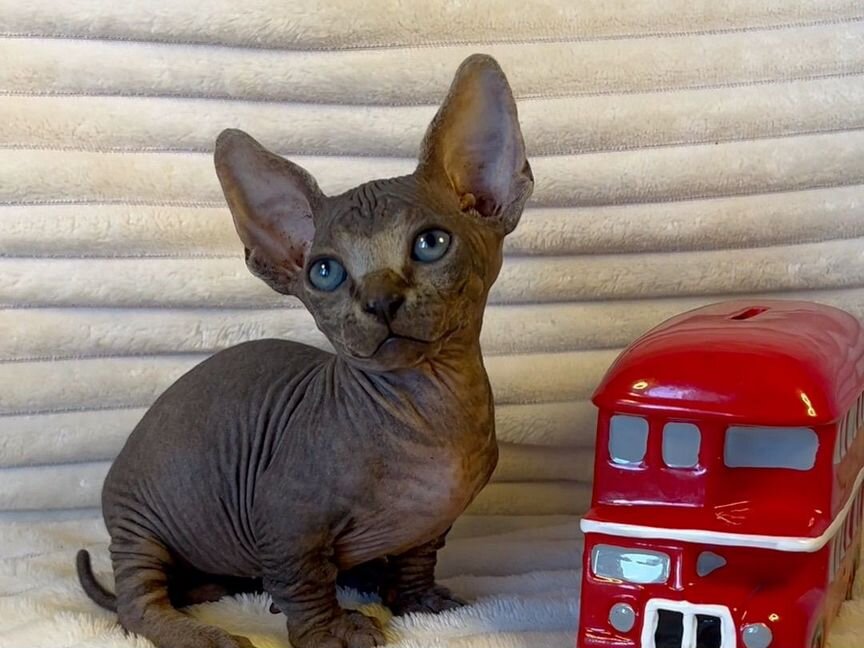 Малыш-бамбино