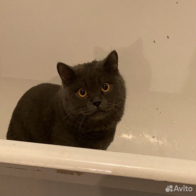 Фенотип британского кота