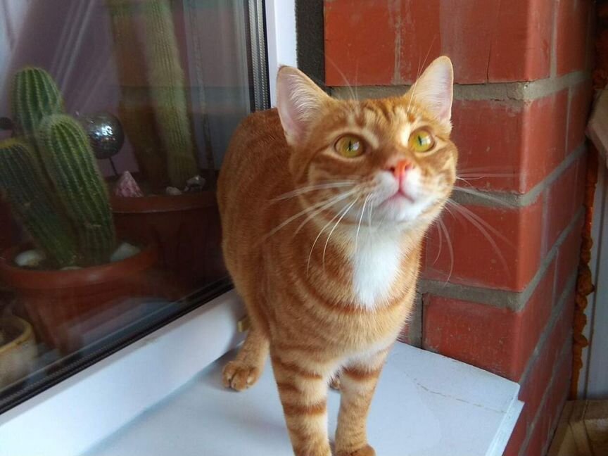 Кот