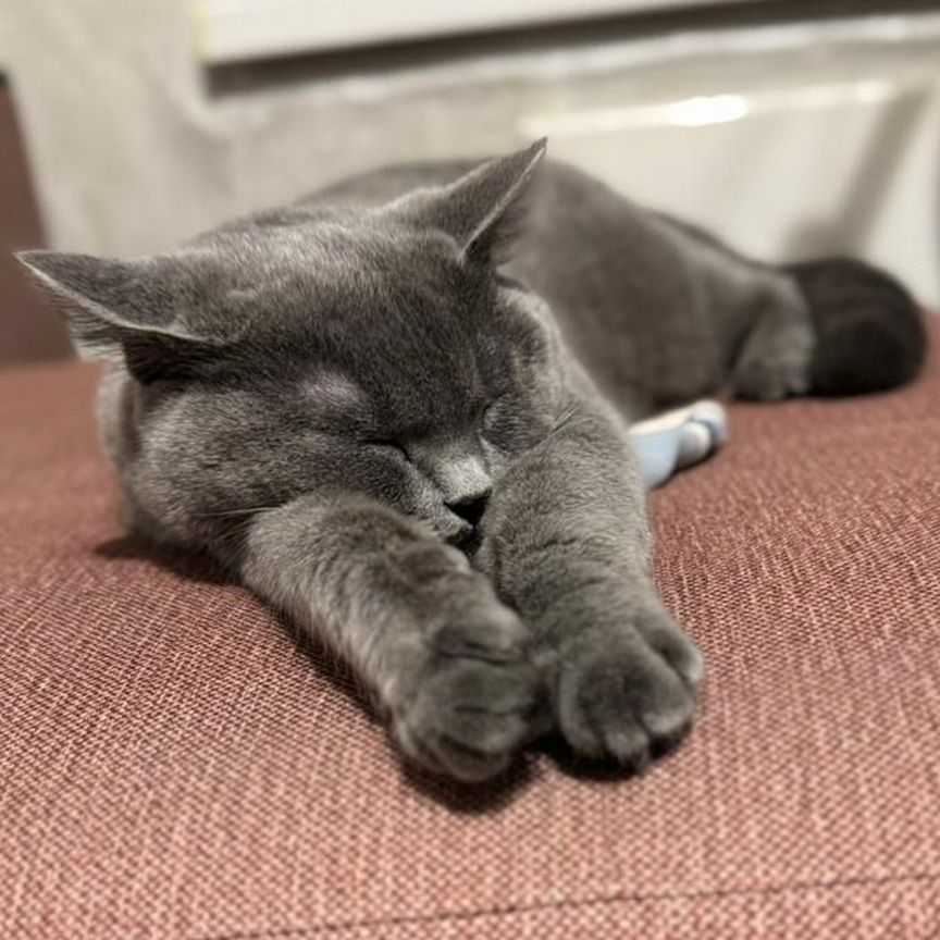 Кошка, котенок, чистокровная британка