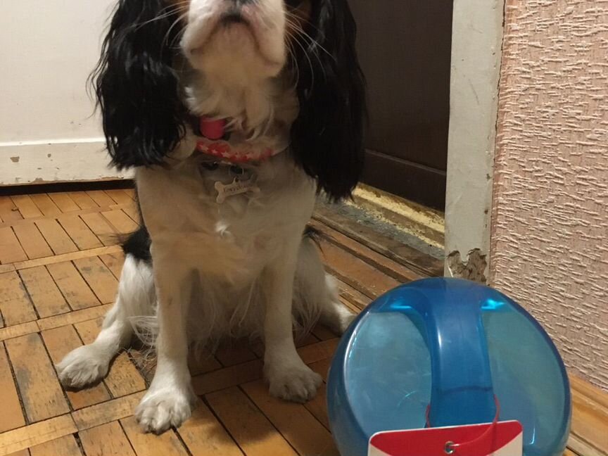 Игрушка для собаки kong