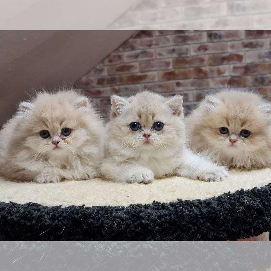 Британский длинношёрстный котёнок