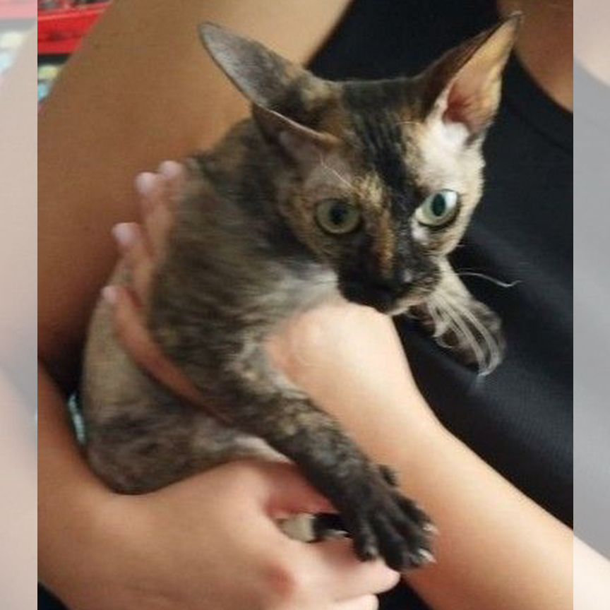 Кошечка ищет дом