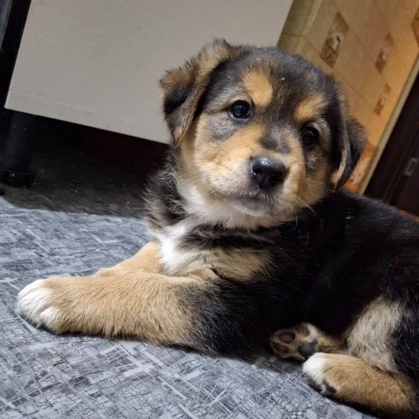 Щенок в добрые руки бесплатно