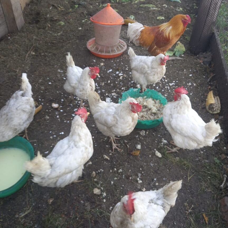 Куры несушки продам