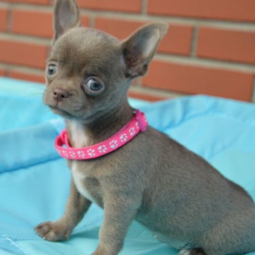 Чихуахуа лиловые красивые щенки,мальчик и девочка