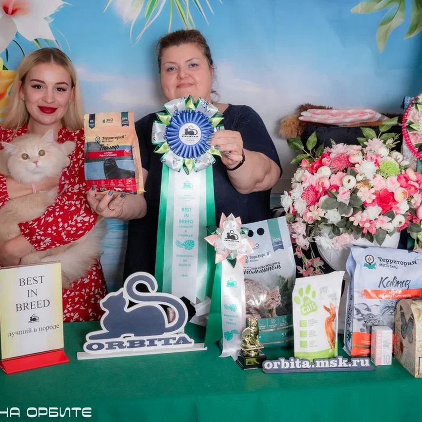 Кот шотландец вязка