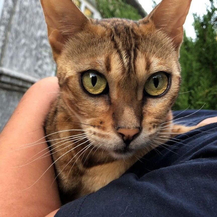 Котята в добрые руки мальчики