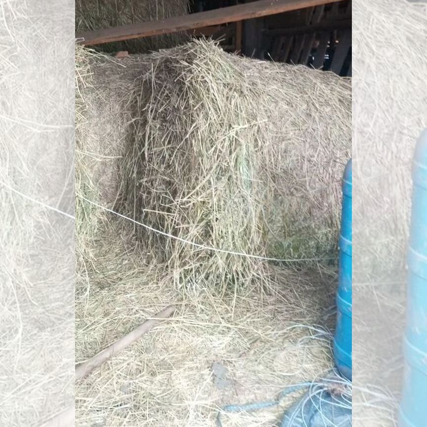 Продам сено в рулонах