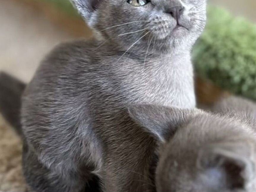 Бурманские котята бурма