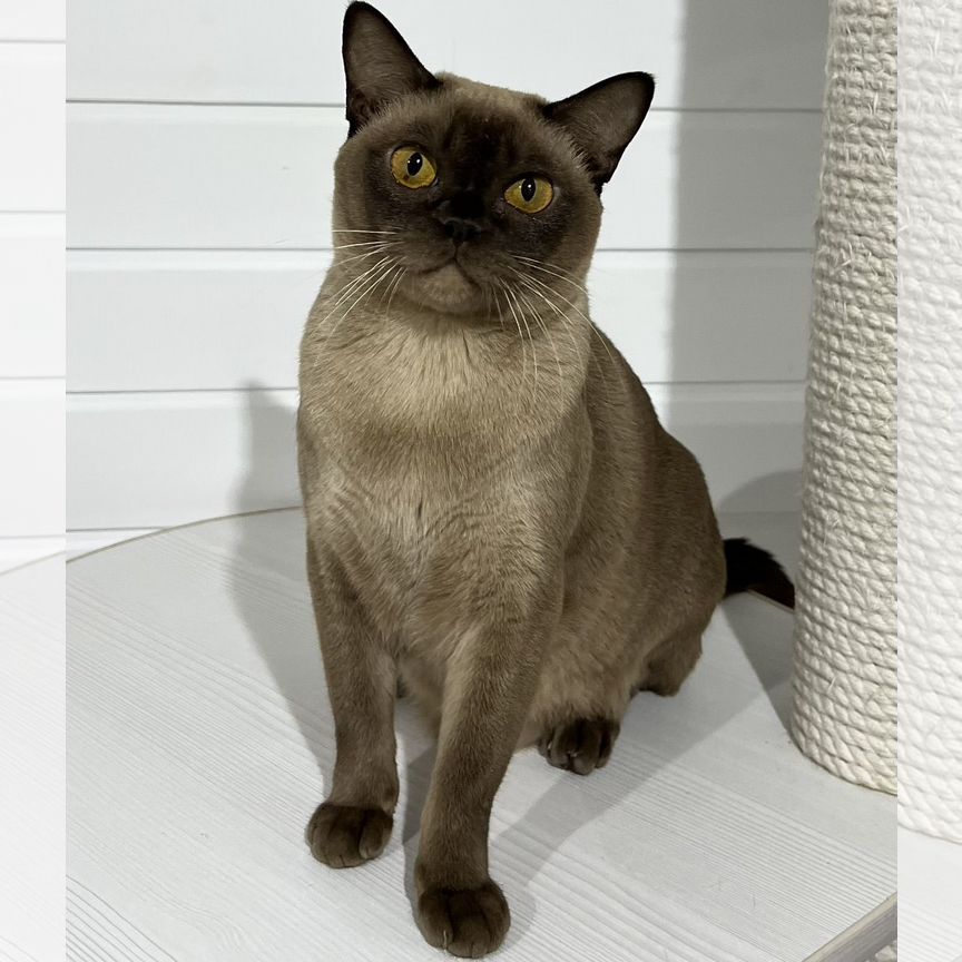 Европейская бурманская кошка, взрослая