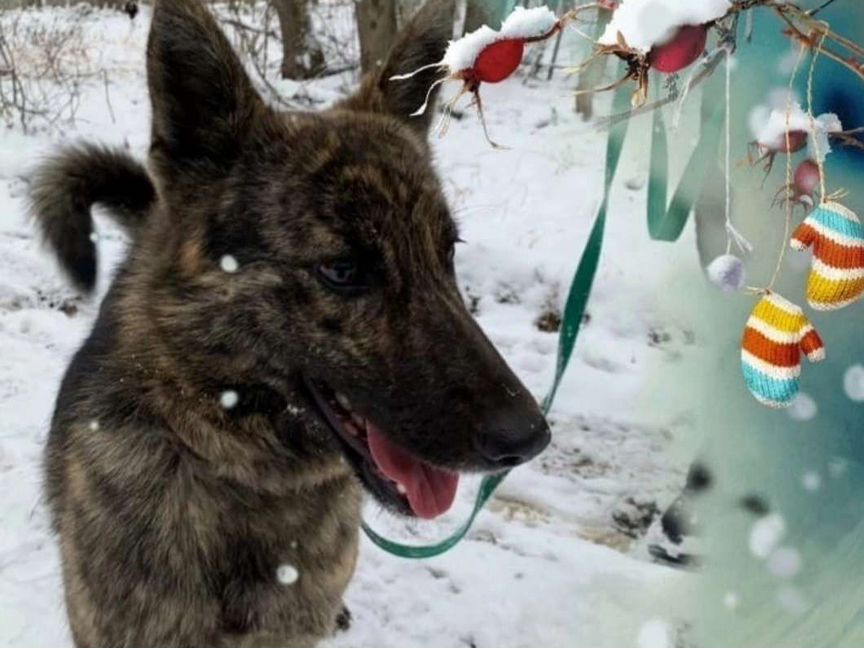 Собака