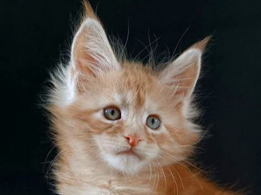 Гигантский котенок Мейн кун