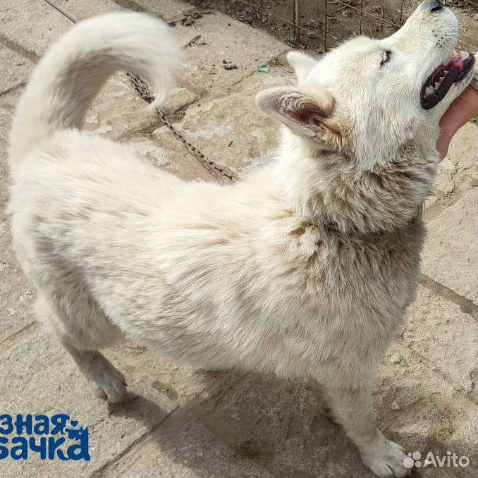 Собака Лайка в добрые руки. Ищем дом