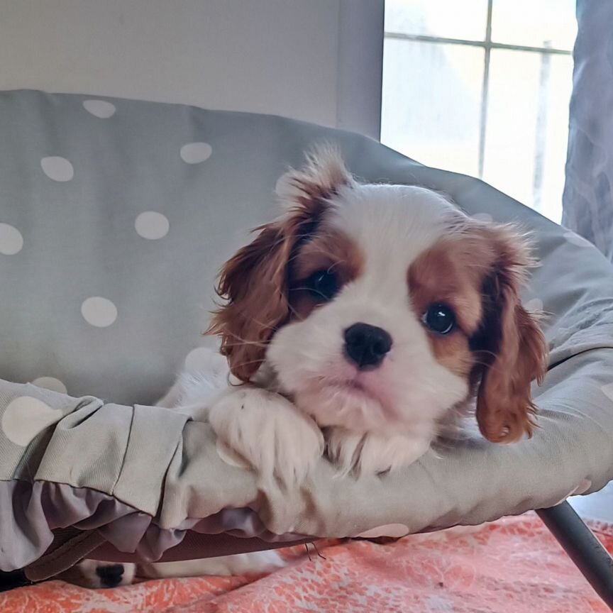 Девочка кавалер Кинг Чарльз спаниель