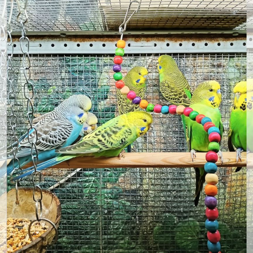 Волнистый попугай. Птенцы чехи от 35 дней