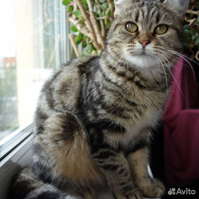 Эсмеральда- котенок 8 мес шотландская прямоухая