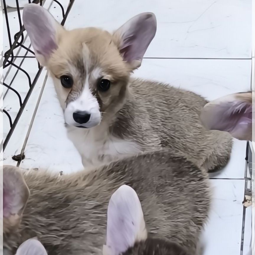 Вельш Корги Пемброк, щенок