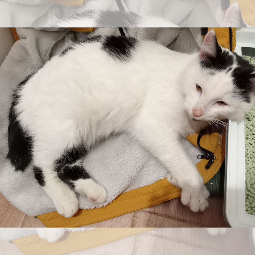 Турецкий ван, взрослый кот