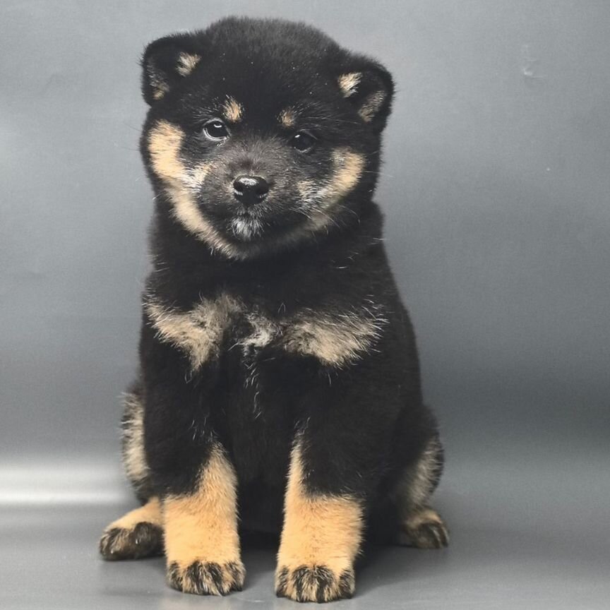 Сиба-ину, щенок