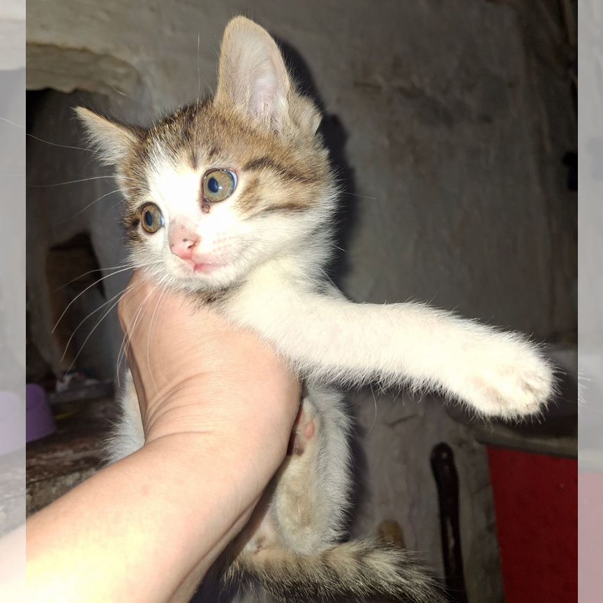Котёнок в добрые руки
