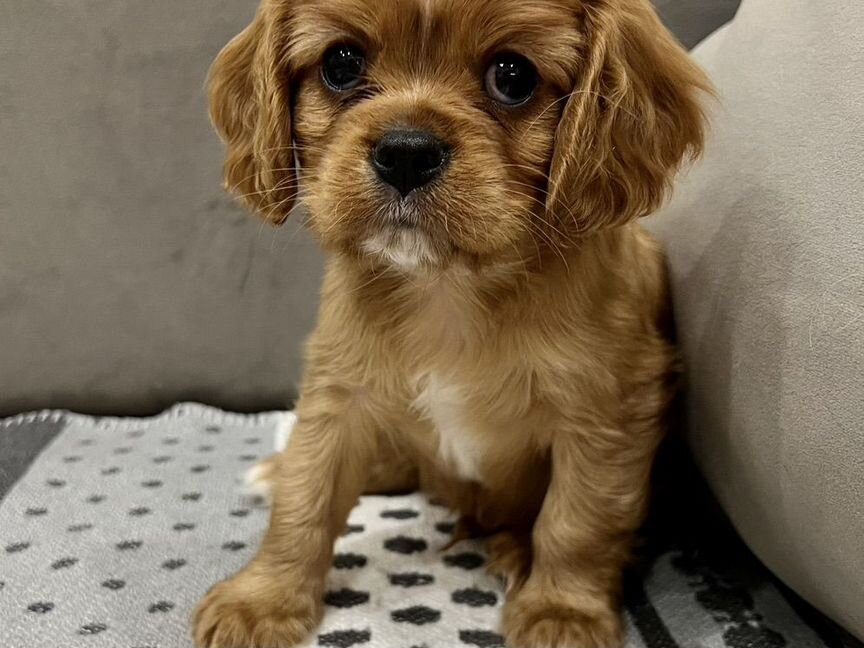 Кавалер кинг чарльз спаниель щенки