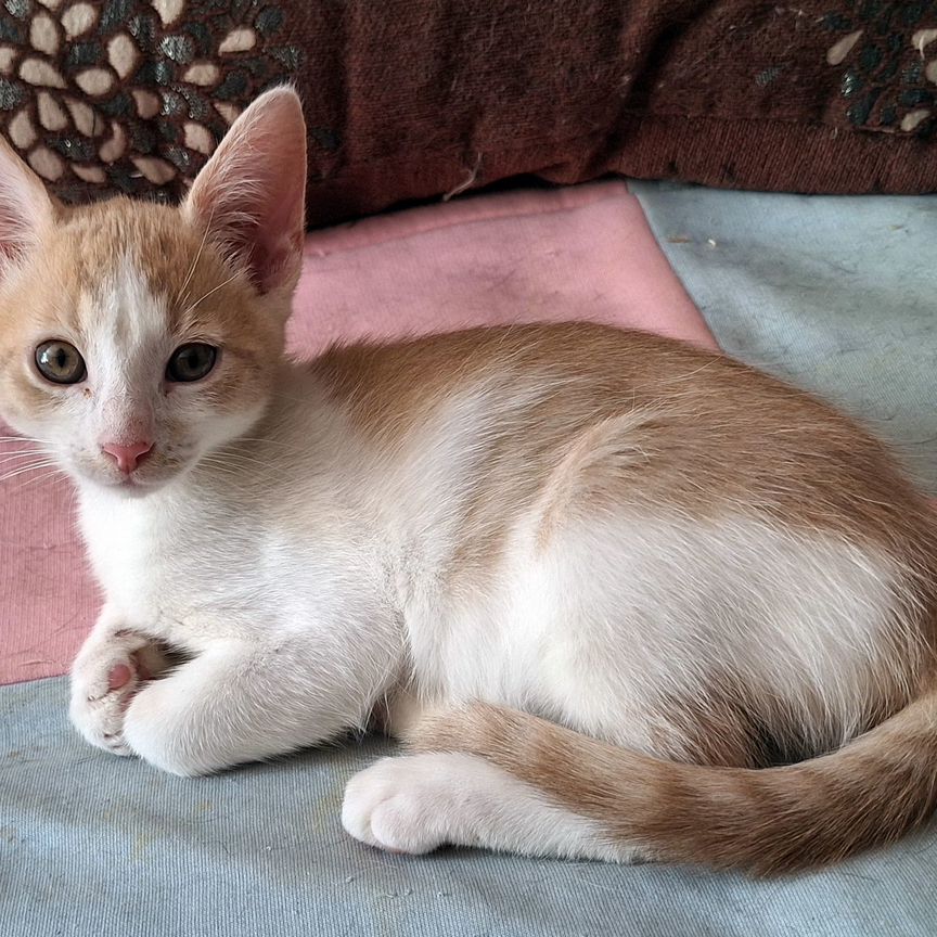 Ласковый котенок ищет семью