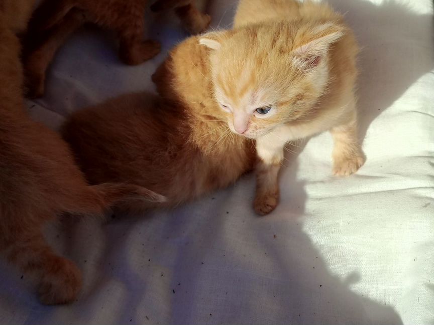 Котята малыши игривые девочки