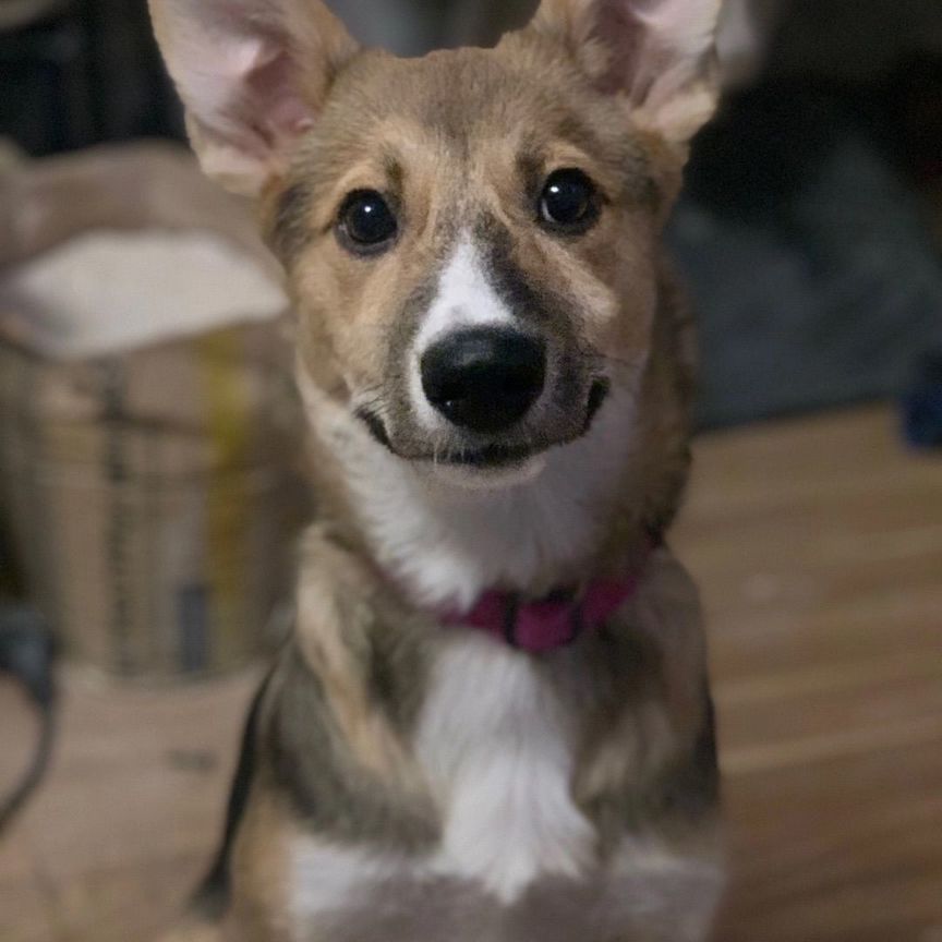 Щенок в добрые руки бесплатно