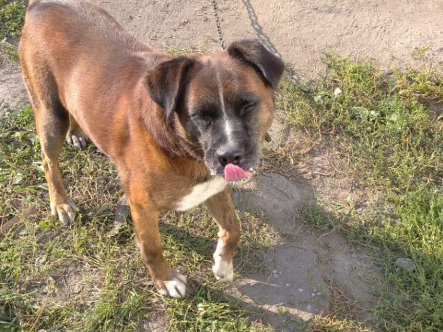 Отдам бесплатно(Стаффорд)