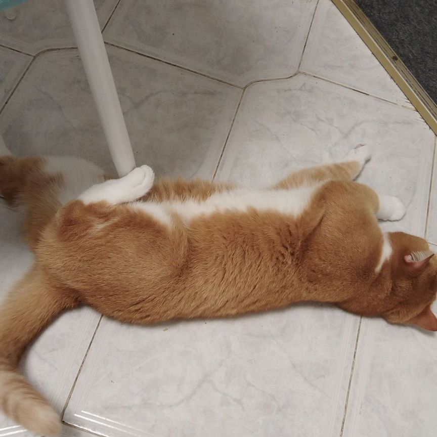 Кот непослушный